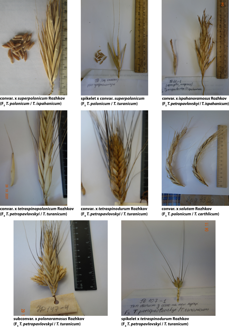 Approaches and principles of the construction of a synthetic taxonomy ...