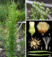 New national and regional plant records: Contribution to the flora of ...